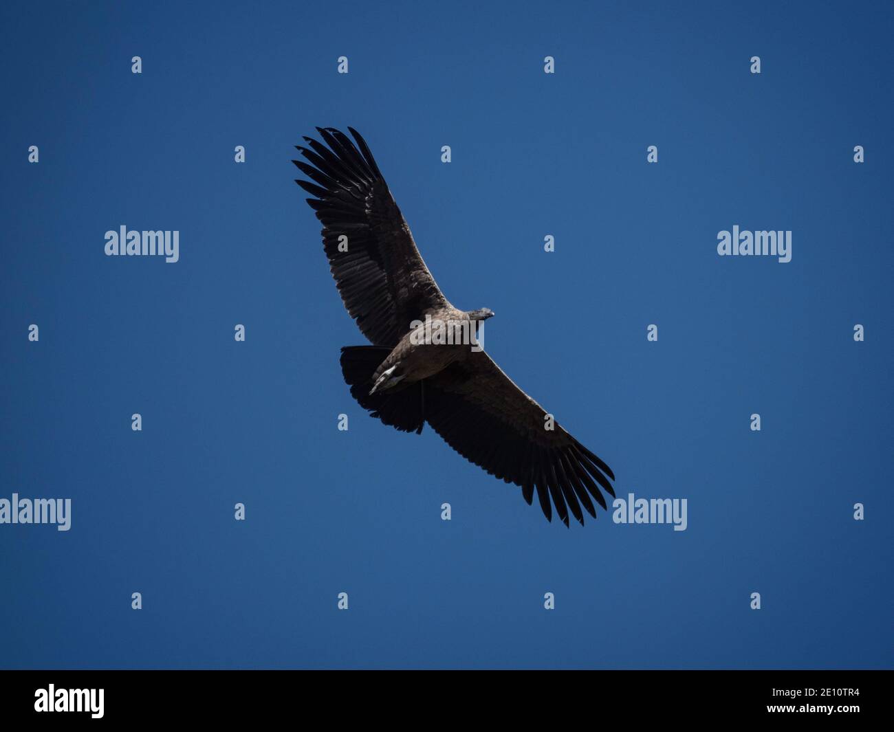 Juvenile male andean condor Vultur gryphus scavenger animal bird of ...