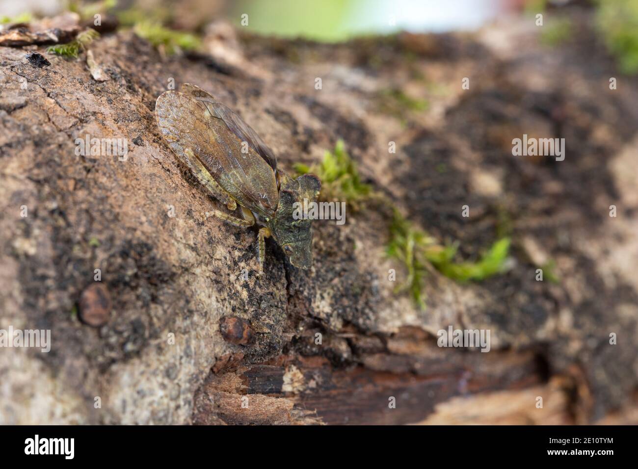 Eared leafhopper hi-res stock photography and images - Alamy
