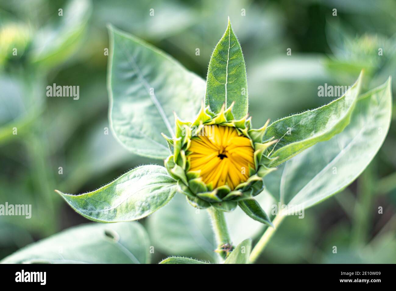 Close up young sunflower stem hi-res stock photography and images - Alamy