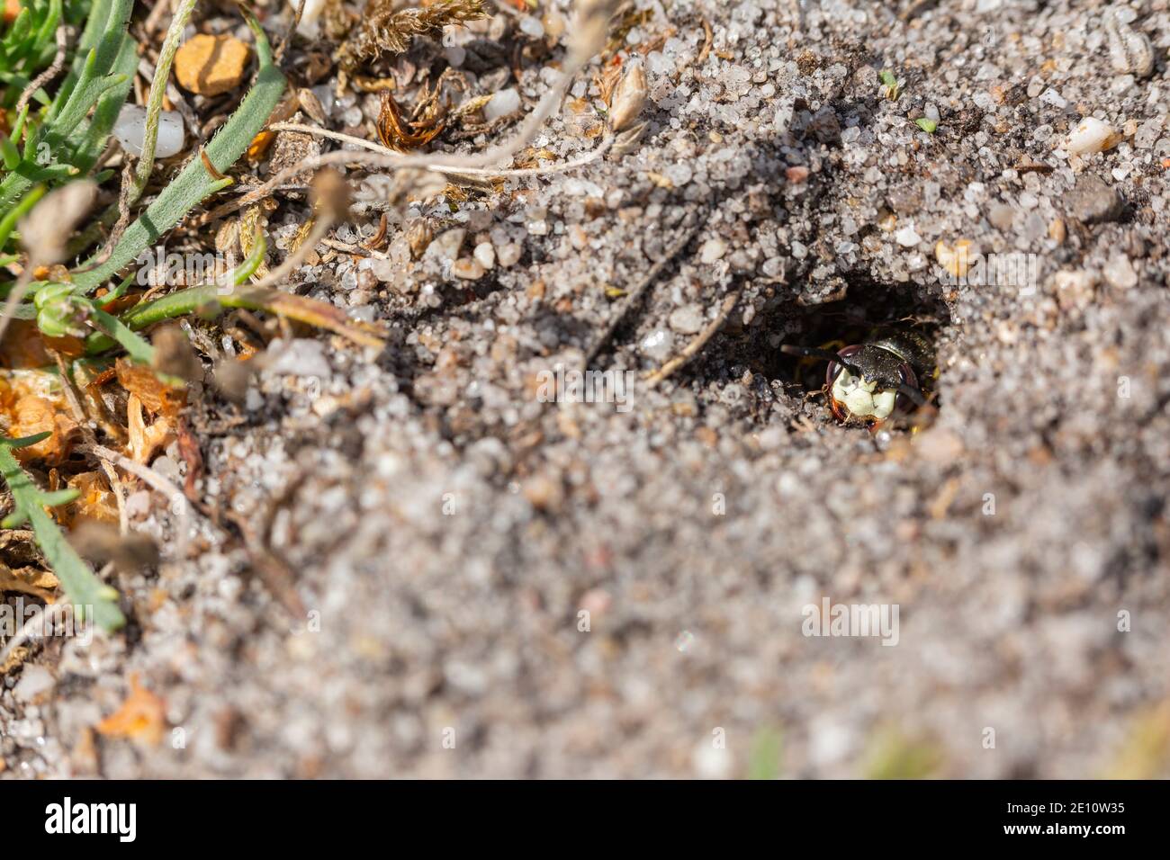 Heath sand wasp hi-res stock photography and images - Alamy