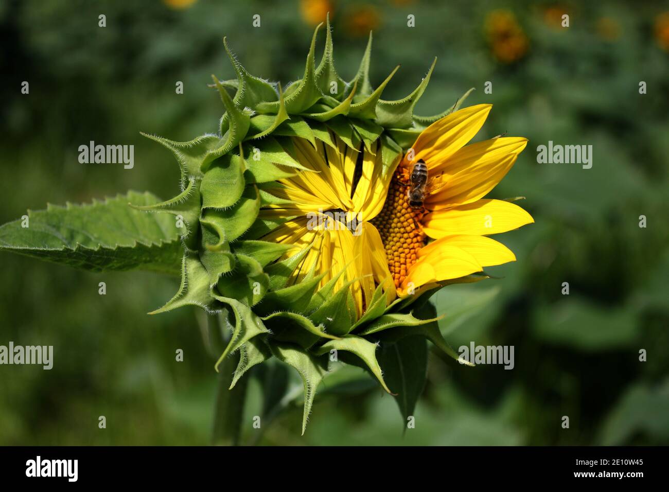Half open sunflower with bee Stock Photo - Alamy
