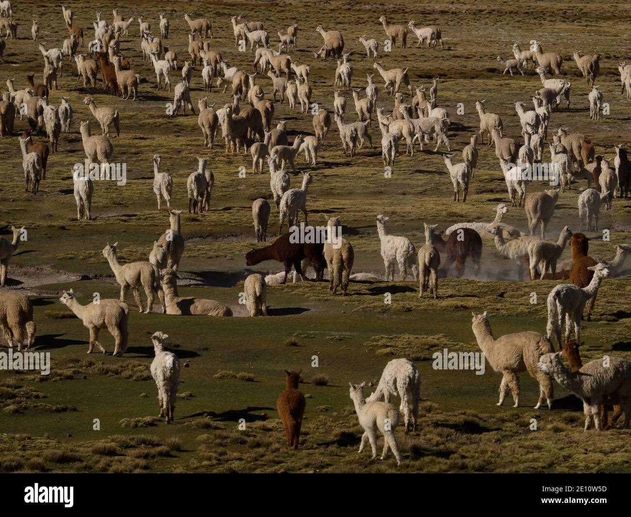 Peru colca canyon llamas hi-res stock photography and images - Alamy