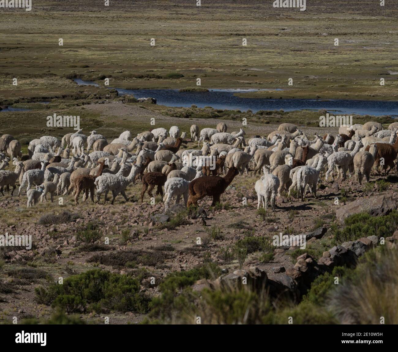 Peru colca canyon llamas hi-res stock photography and images - Alamy