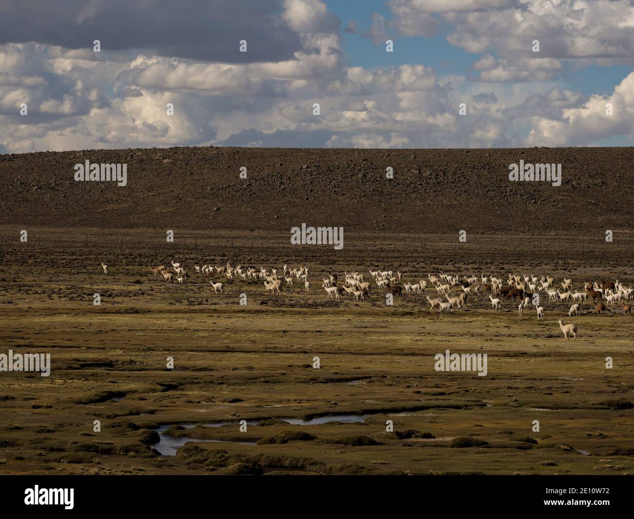 Peru colca canyon llamas hi-res stock photography and images - Alamy