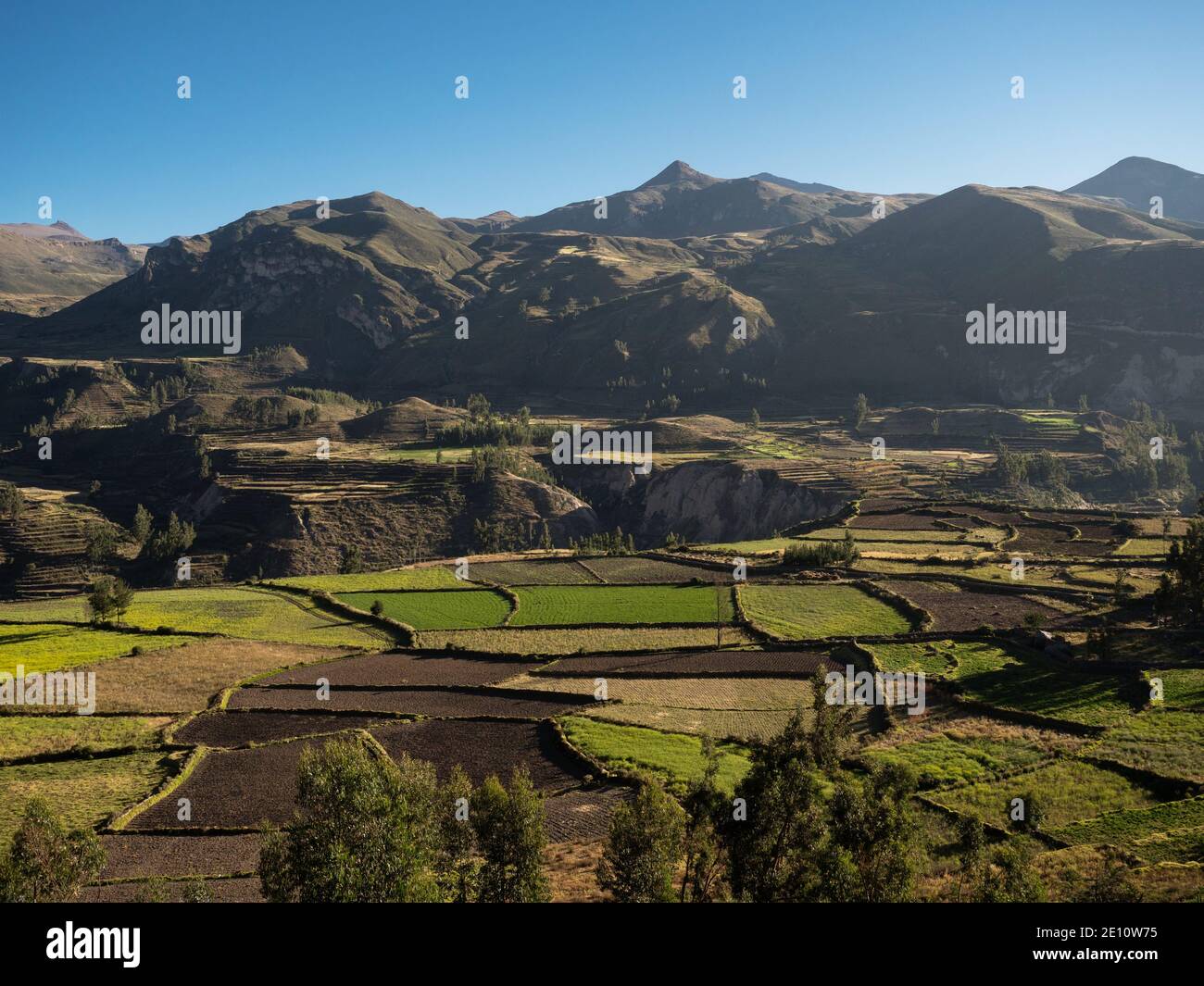 Panoramic view of green stepped terraces anden in andean mountain ...