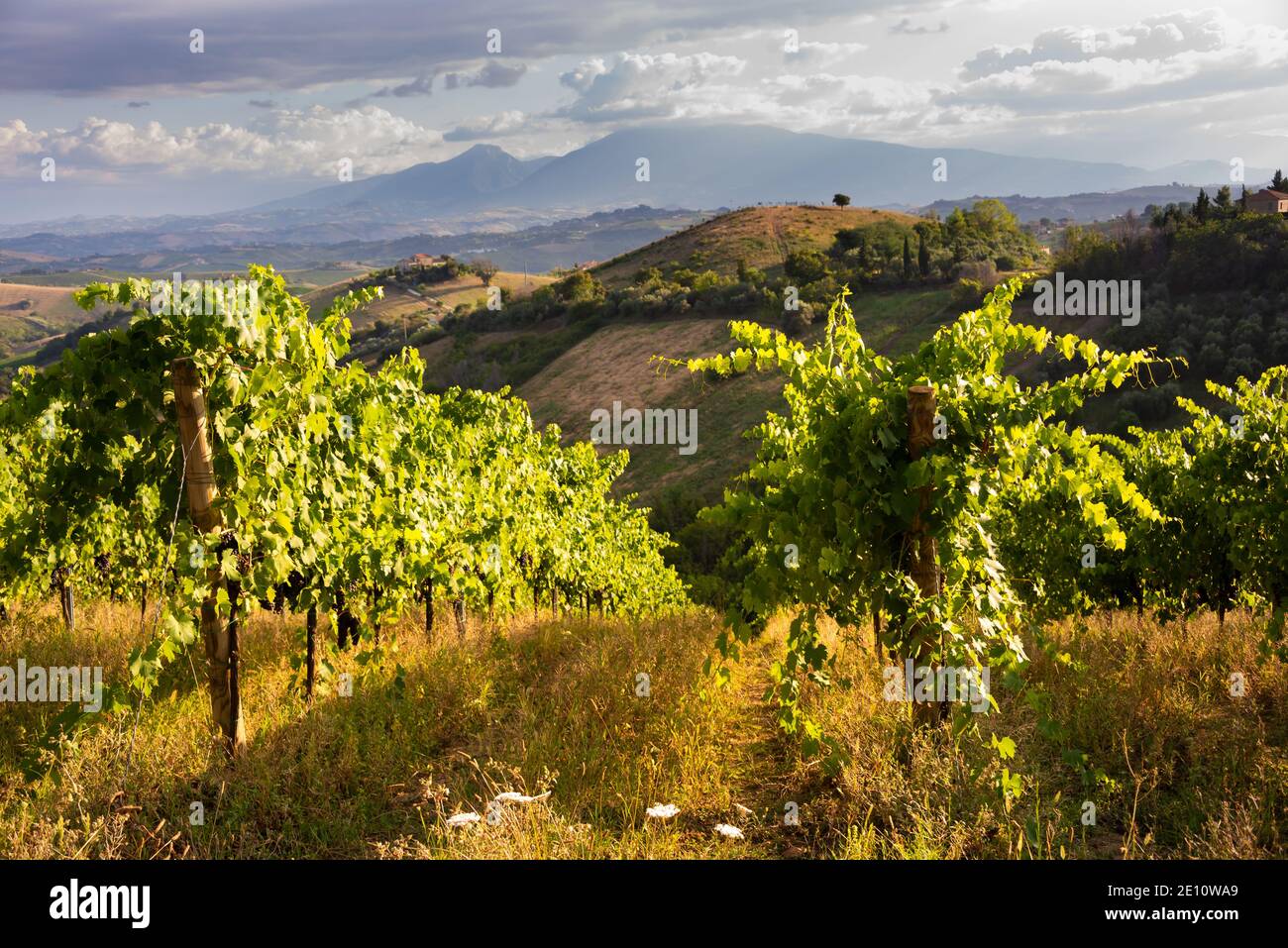 Panoramic view to vineyard on hills, winery and wine producing Stock ...