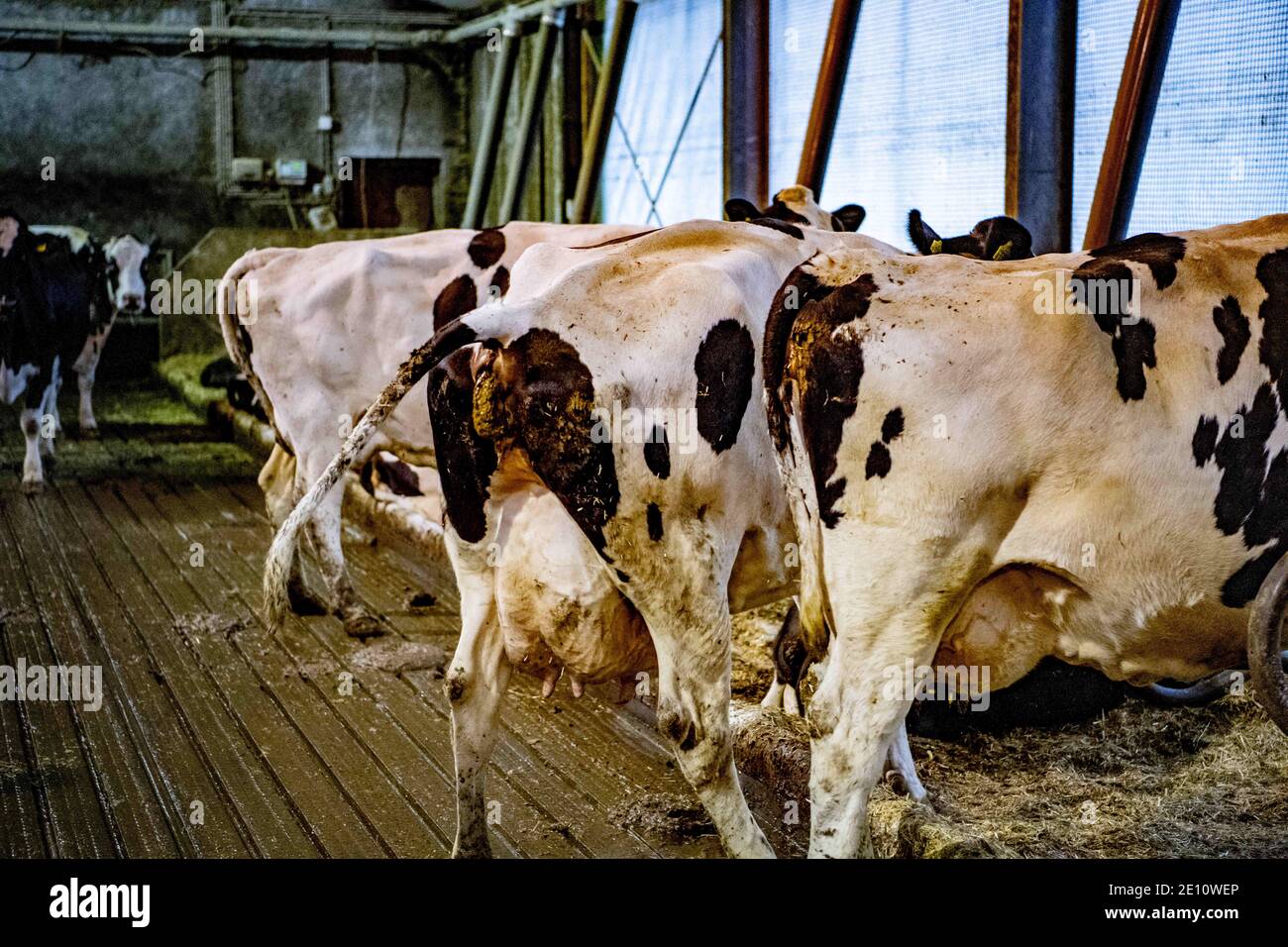 Farmer in the barn milking the cows hi-res stock photography and images ...