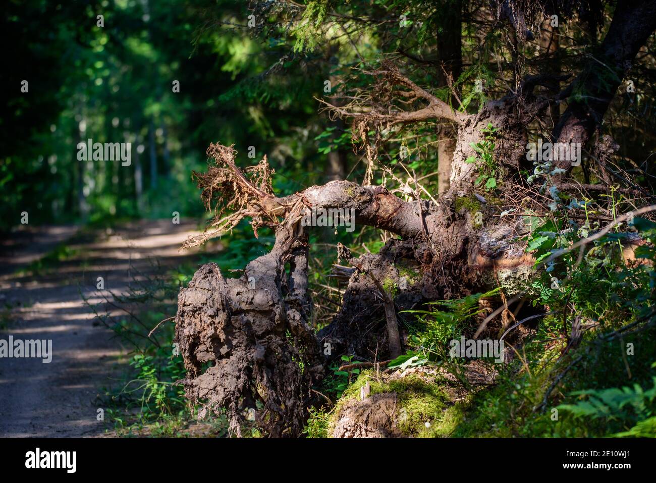 Big tree roots hi-res stock photography and images - Alamy