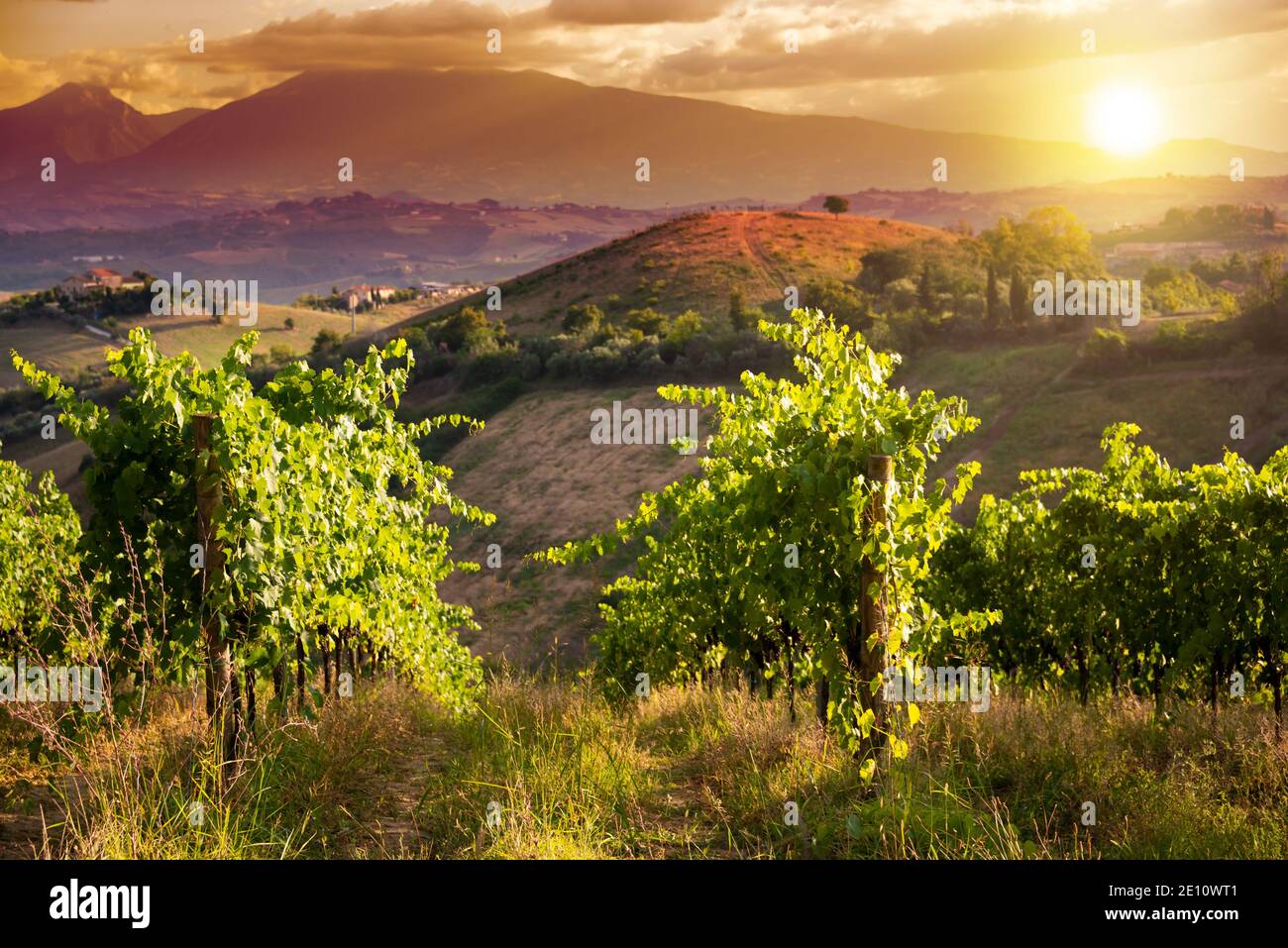 Panoramic view to vineyard on hills, winery and wine producing Stock ...