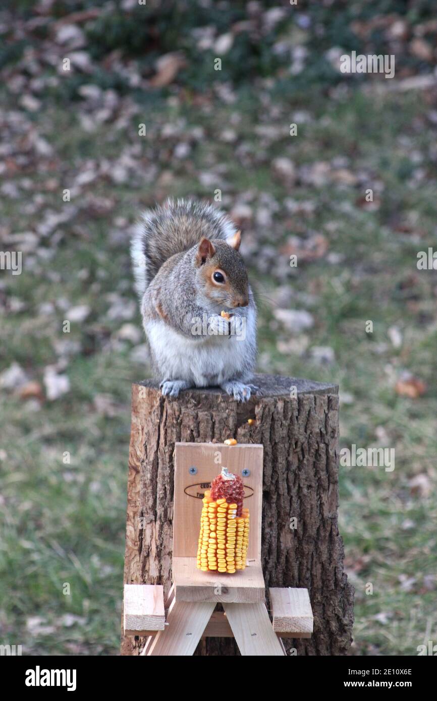 Eastern grey squirrel sitting on log eating corn from a handmade ...