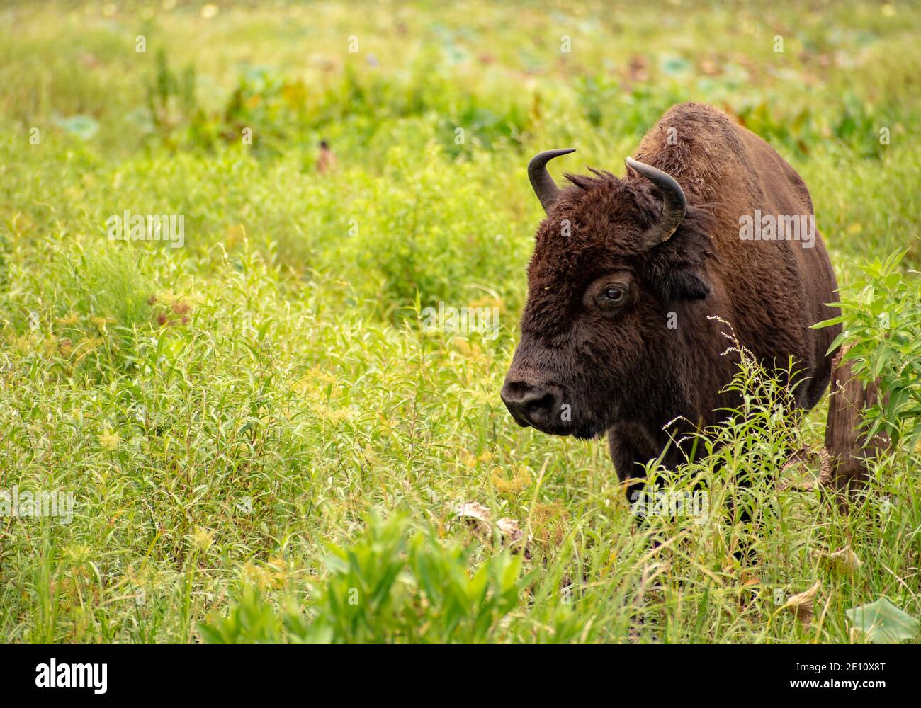 Paynes prairie wildlife hi-res stock photography and images - Alamy