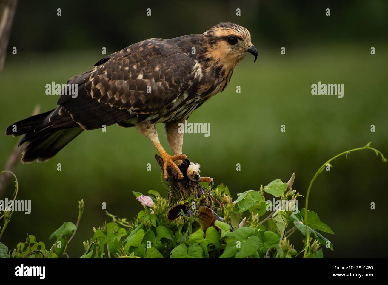 Snail Kite catching and feeding on it's favorite prey, the Land Snail ...