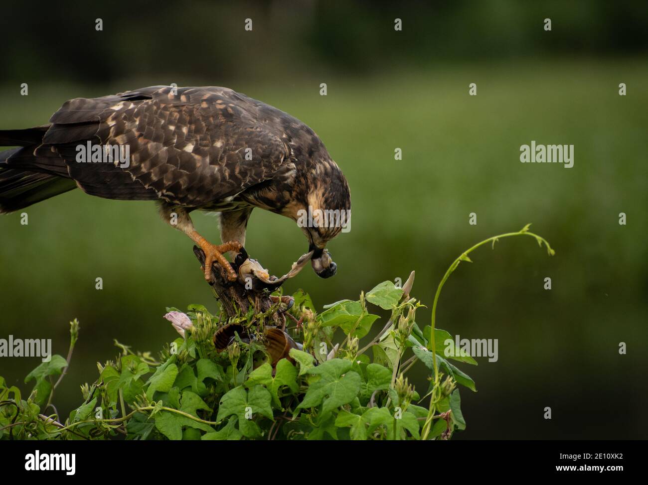 Snail Kite catching and feeding on it's favorite prey, the Land Snail ...