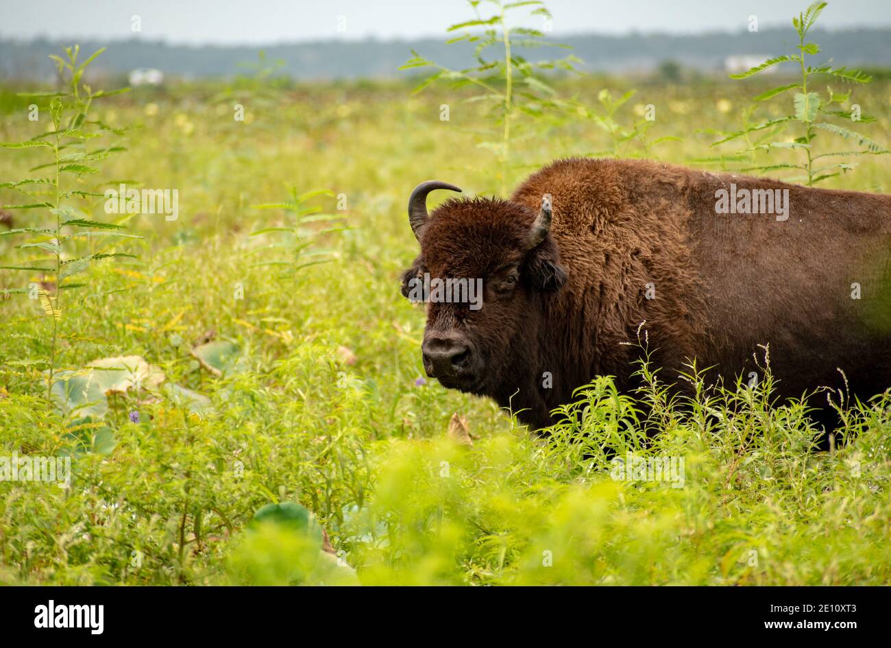 Paynes prairie wildlife hi-res stock photography and images - Alamy