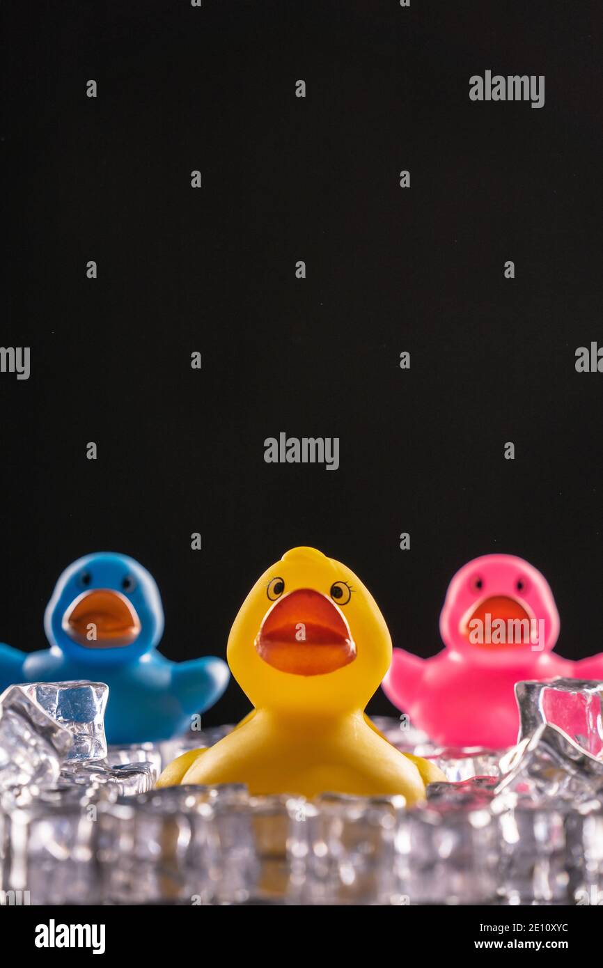 Rubber Bath Duck Toys stuck in ice on a black background Stock Photo ...