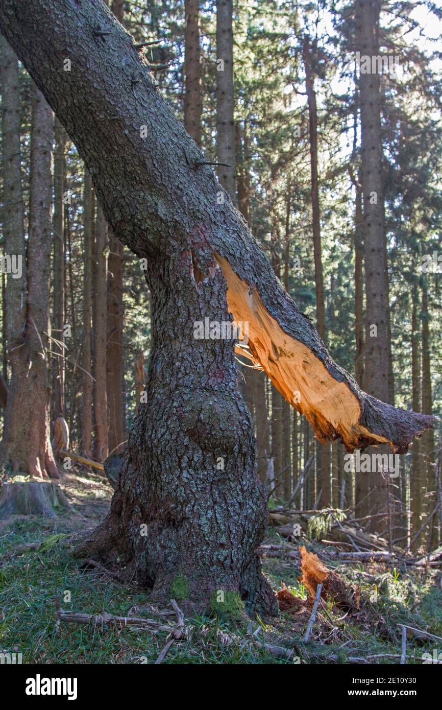 78/5000 A Mighty Gust Of Wind Bent This Thick Conifer Like A Thin Match ...