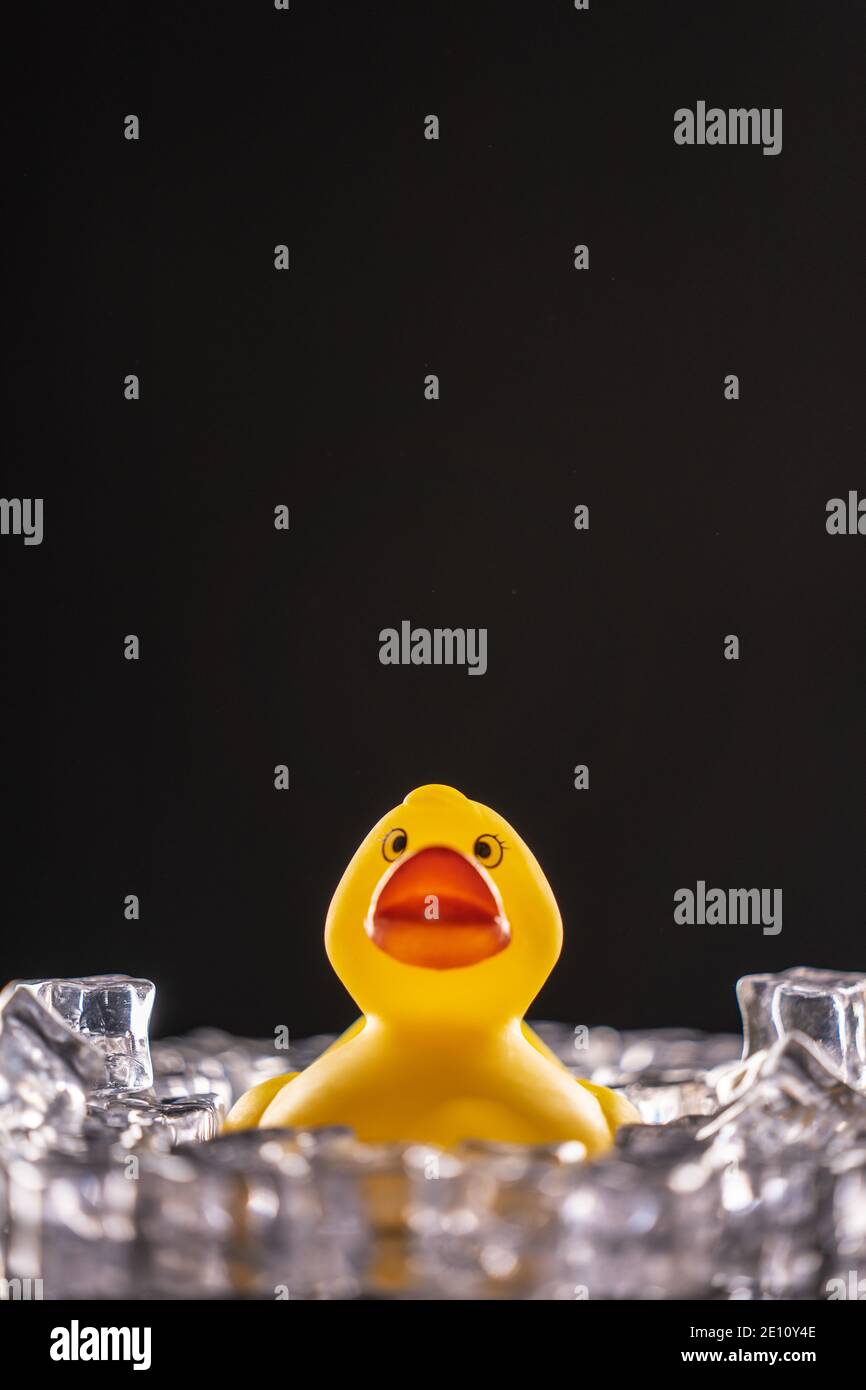 Yellow Rubber Bath Duck Toy stuck in ice on a black background Stock ...
