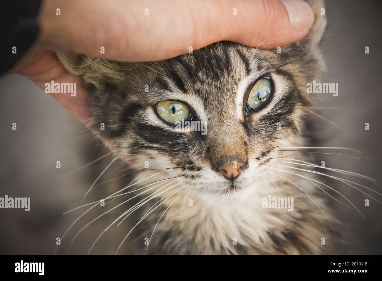 Beautiful close-up portrait of stray cat with human hand petting it ...