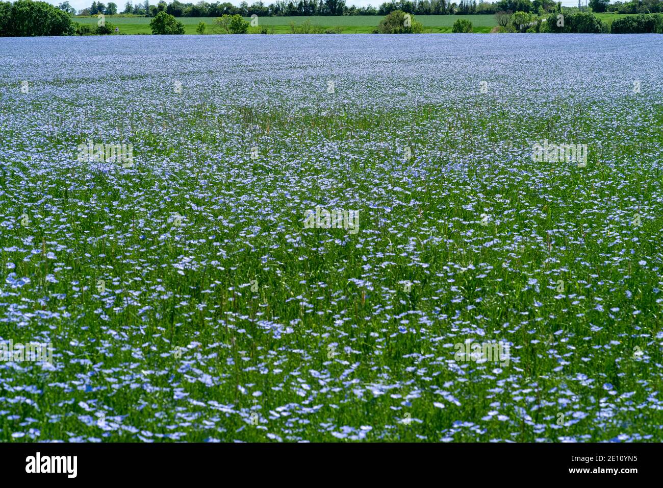 Landscape image showing a crop of bright blue flowering common flax ...