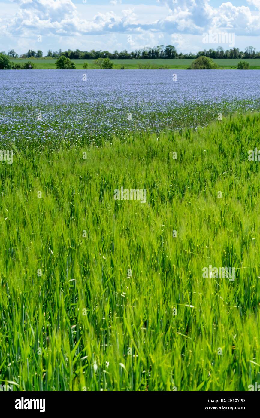 Flax fields hi-res stock photography and images - Alamy