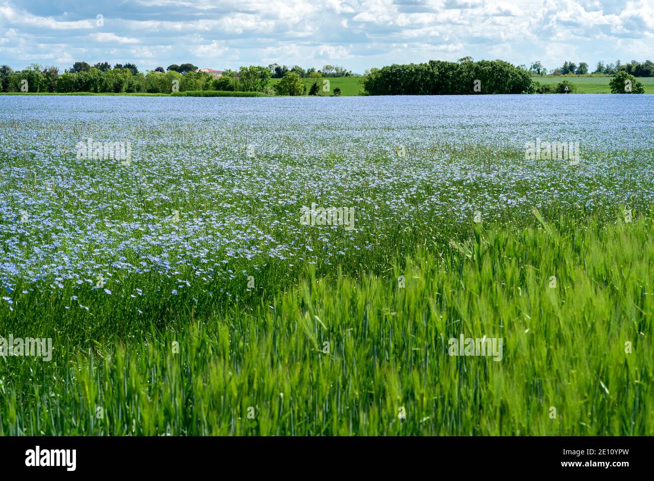 Landscape image showing crops of bright blue flowering common flax ...