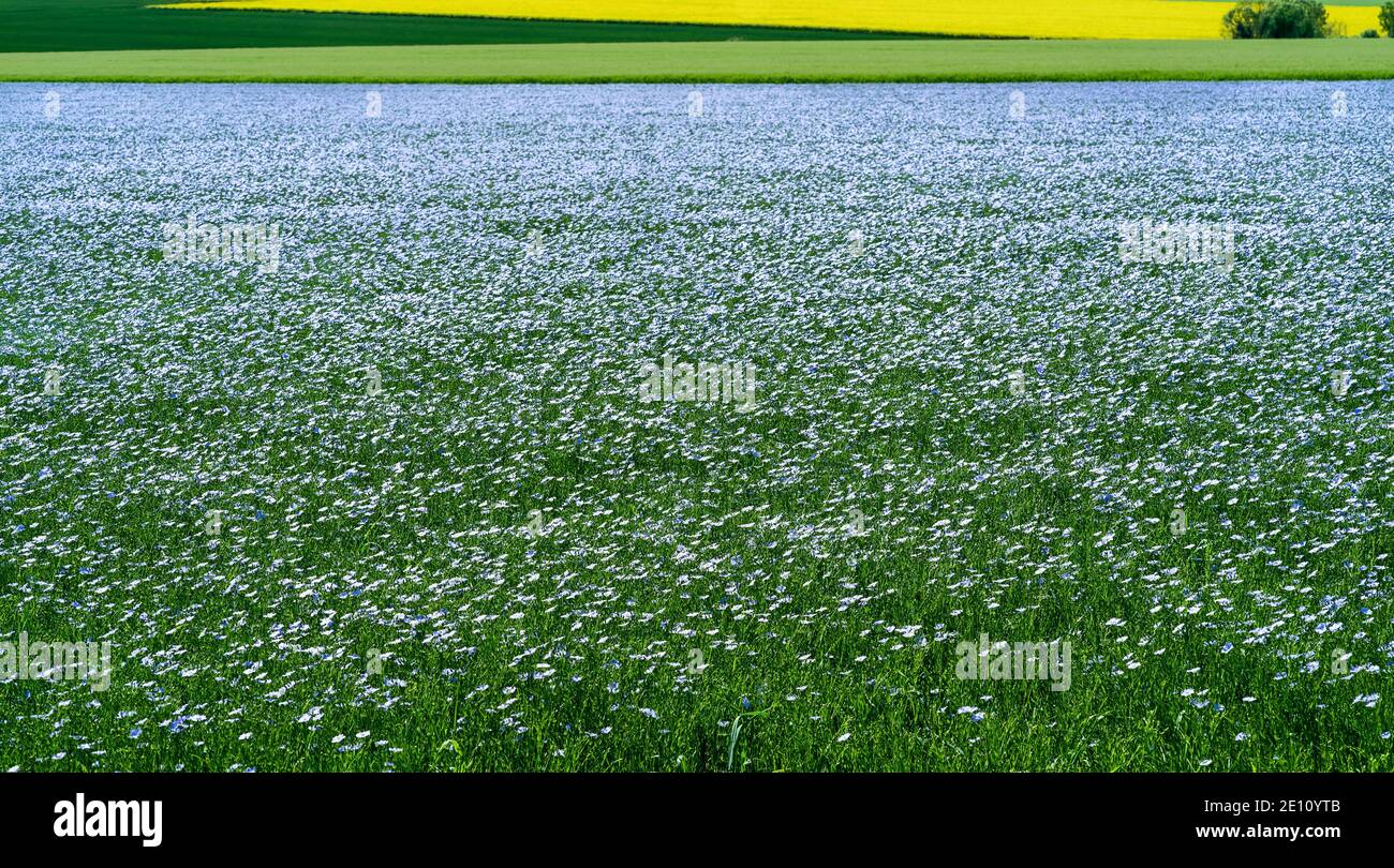 Landscape image showing a crop of bright blue flowering common flax ...