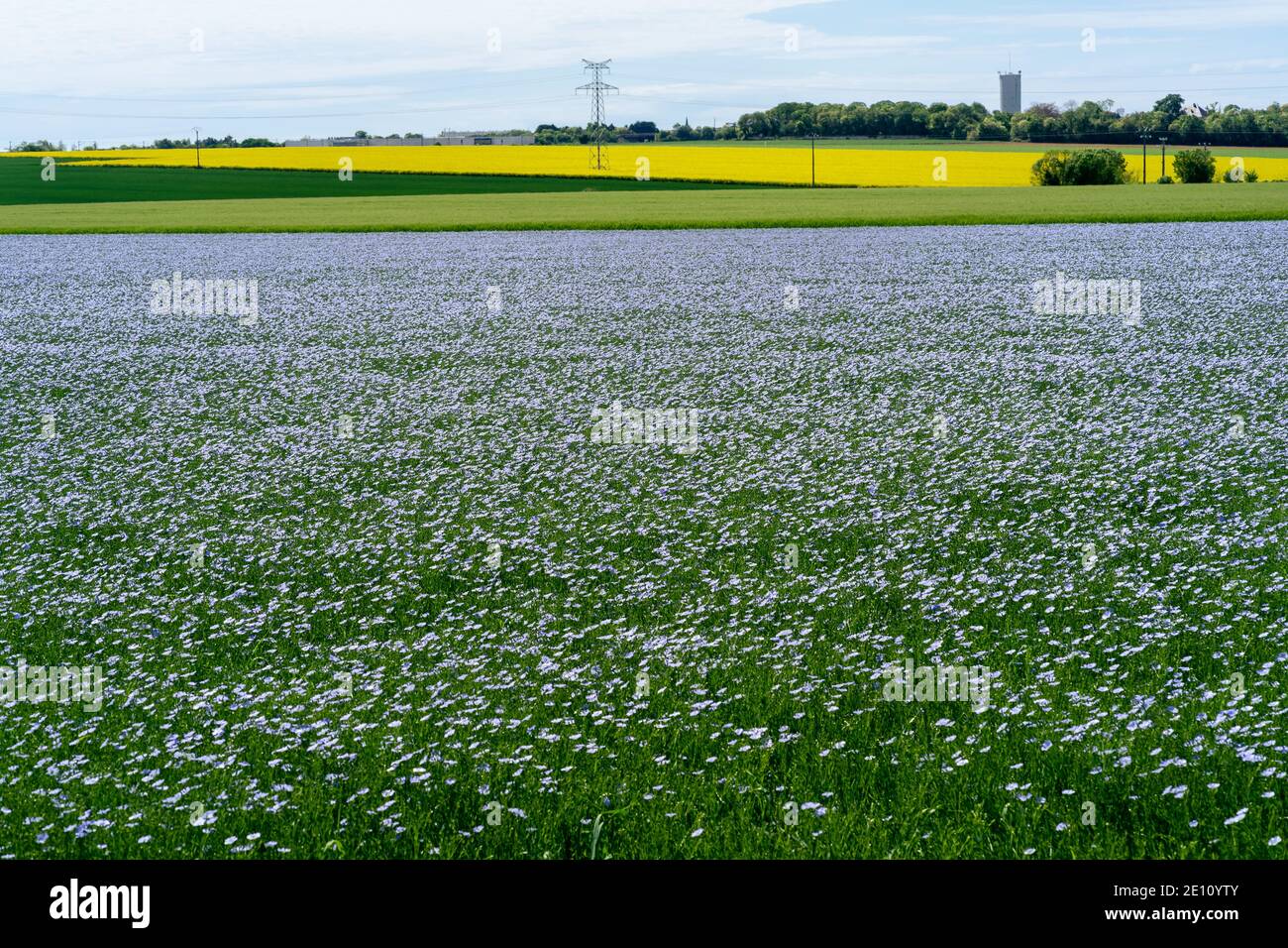 Landscape image showing a crop of bright blue flowering common flax ...