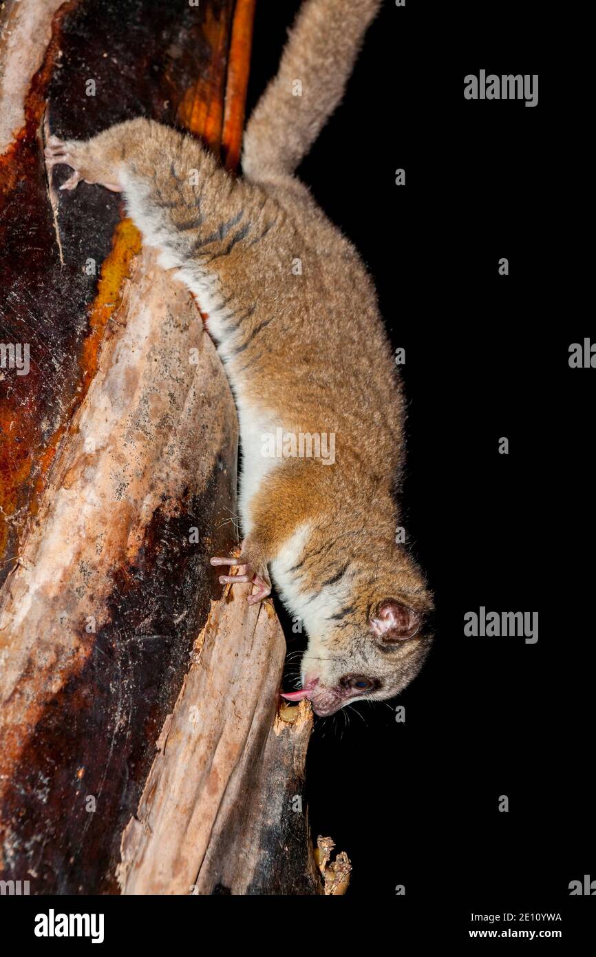 Greater dwarf lemur Cheirogaleus major, adult foraging for fruit ...