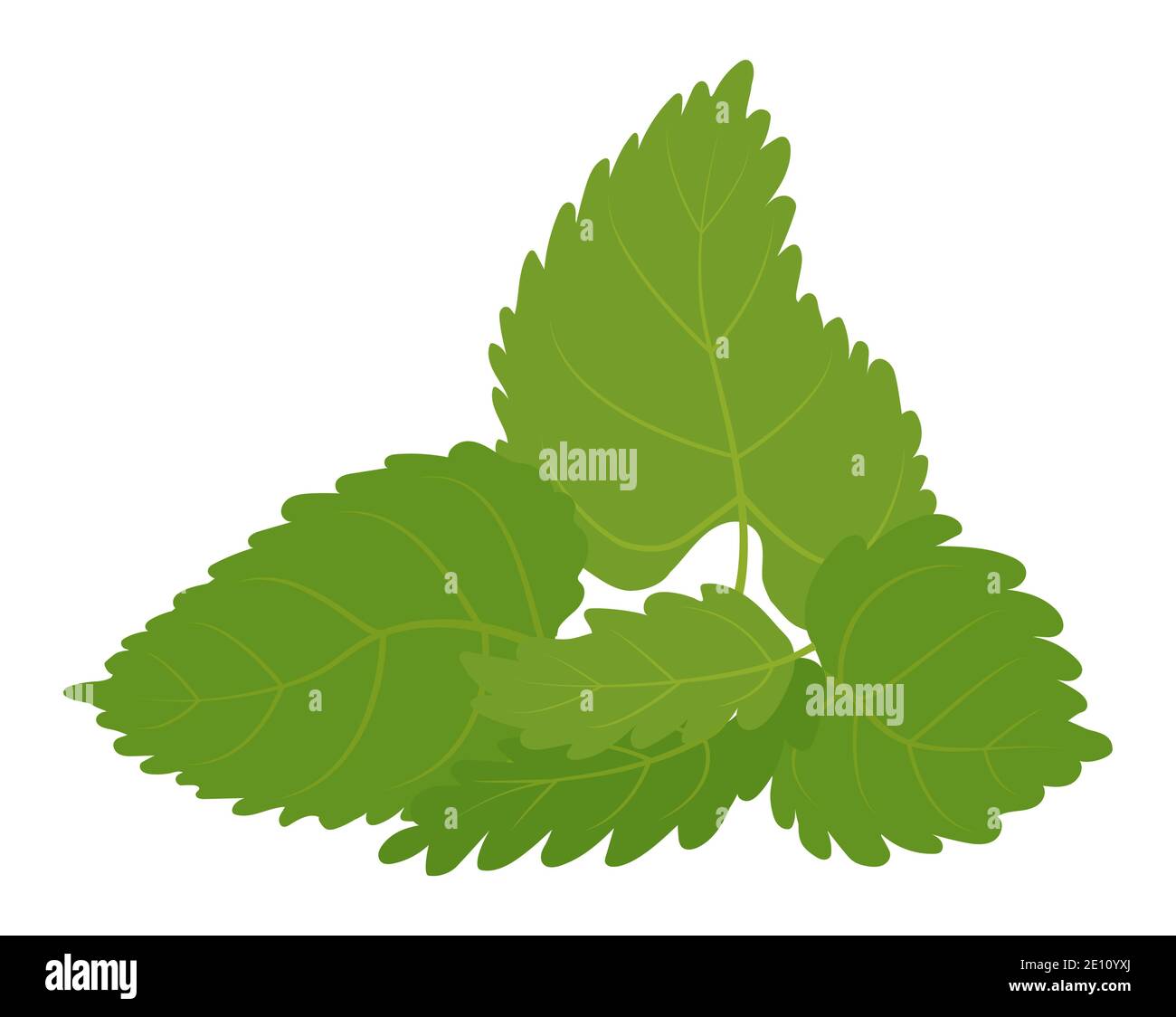 Mint vector vectors hi-res stock photography and images - Alamy
