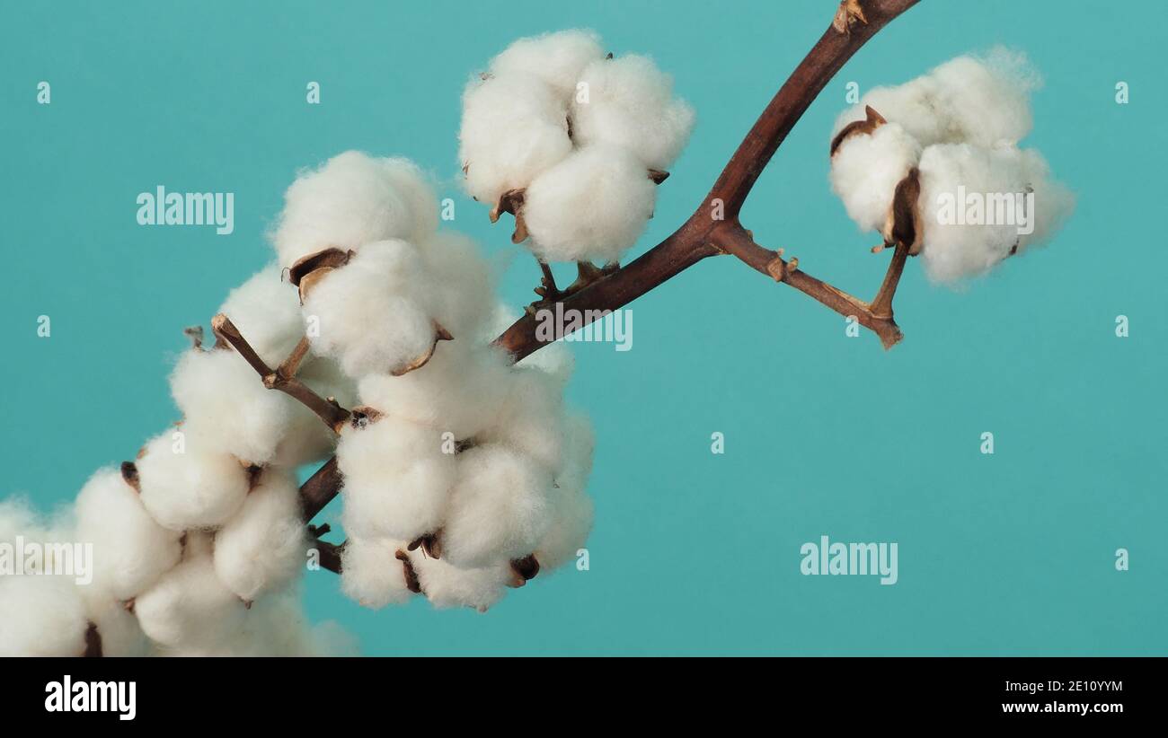Cotton branch. Real delicate soft and gentle natural white cotton balls ...