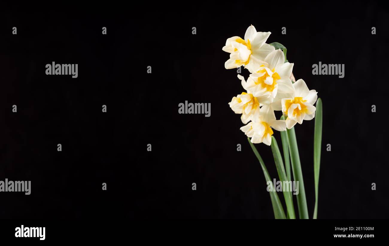 Beautiful narcissus flower close up hi-res stock photography and images ...
