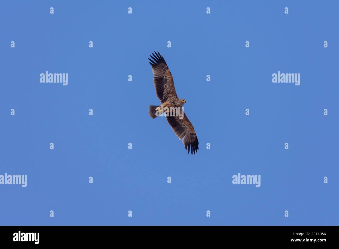 Forest eagle eye view hi-res stock photography and images - Alamy