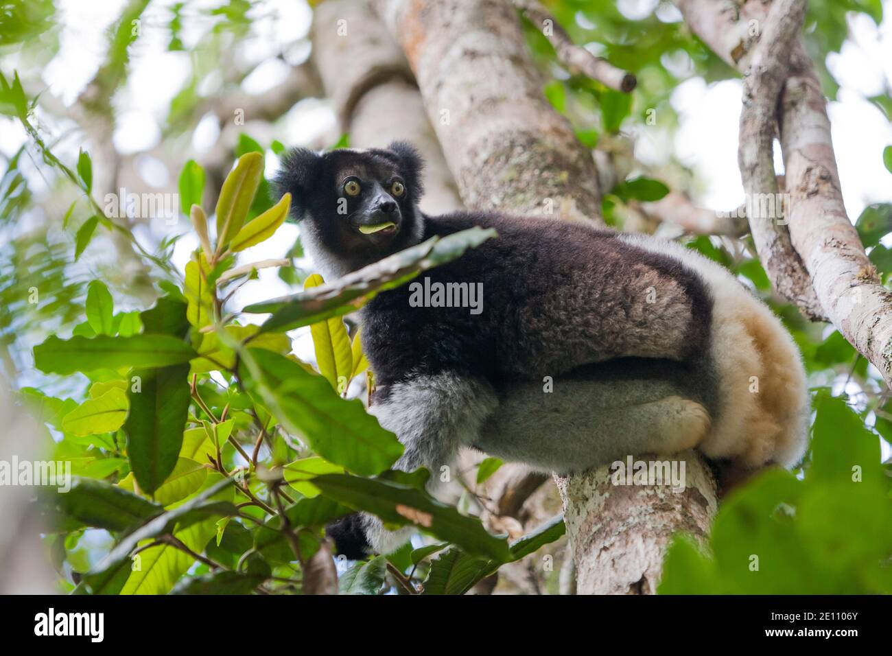 Indri indri indri in andasibe mantadia hi-res stock photography and ...