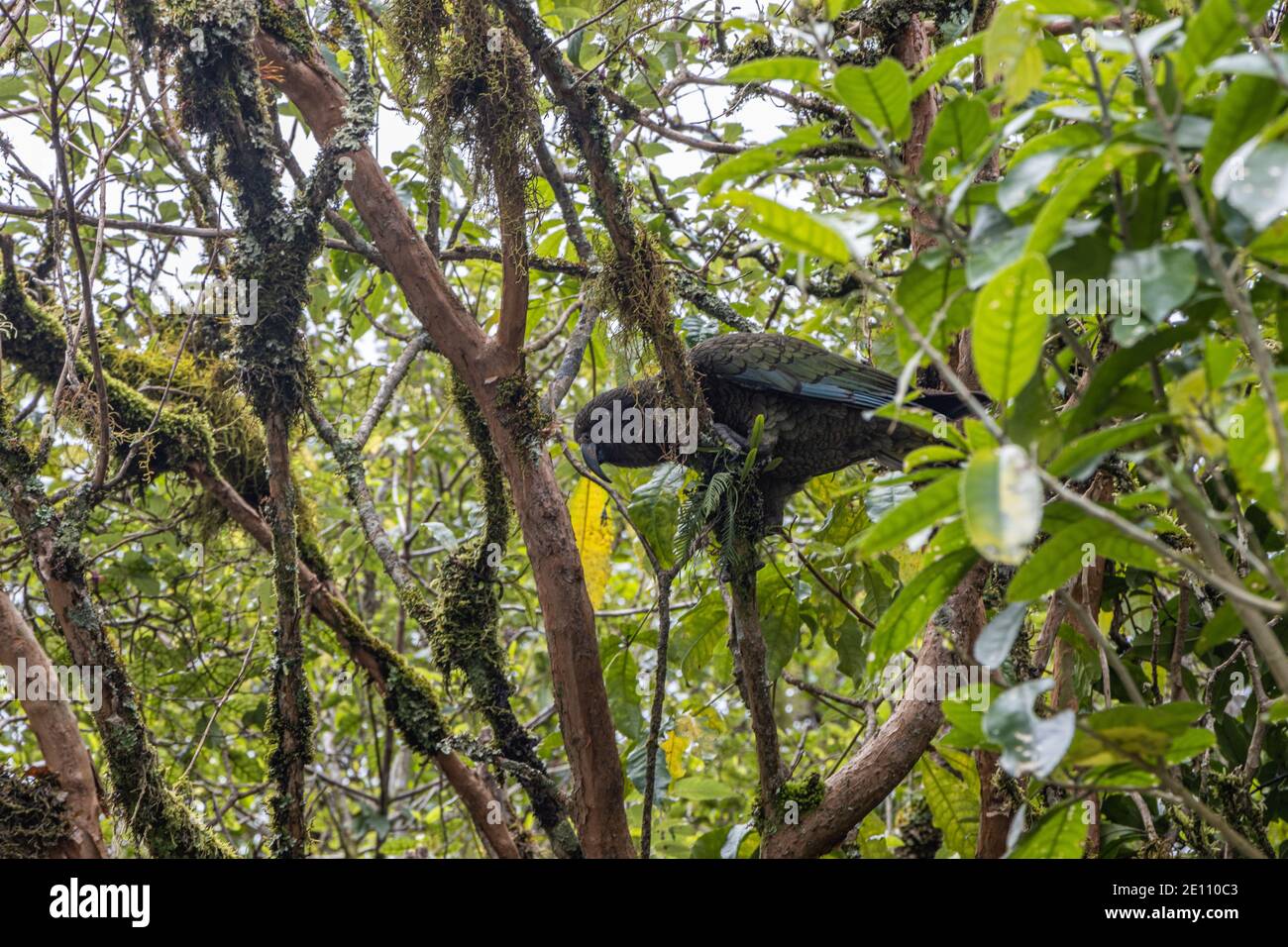 Parrot new zealand hi-res stock photography and images - Alamy