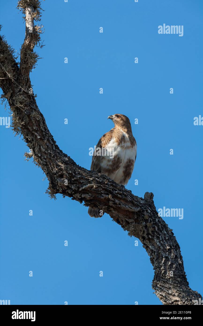 Madagascar buzzard Buteo brachypterus, adult calling from tree perch ...