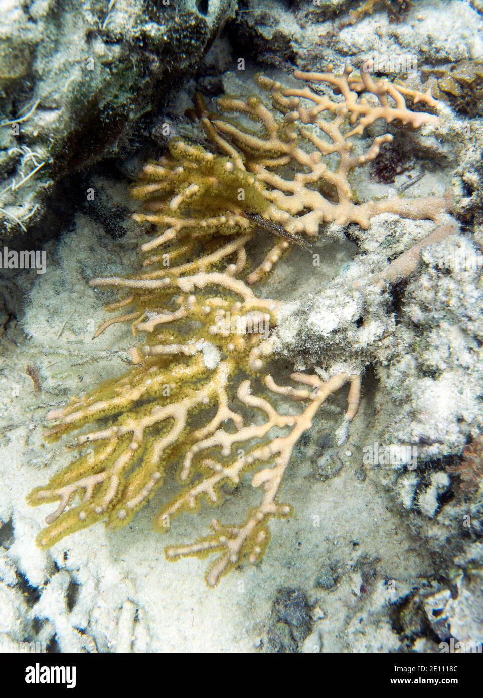 A yellow gorgonia coral in Togian islands, Indonesia Stock Photo - Alamy