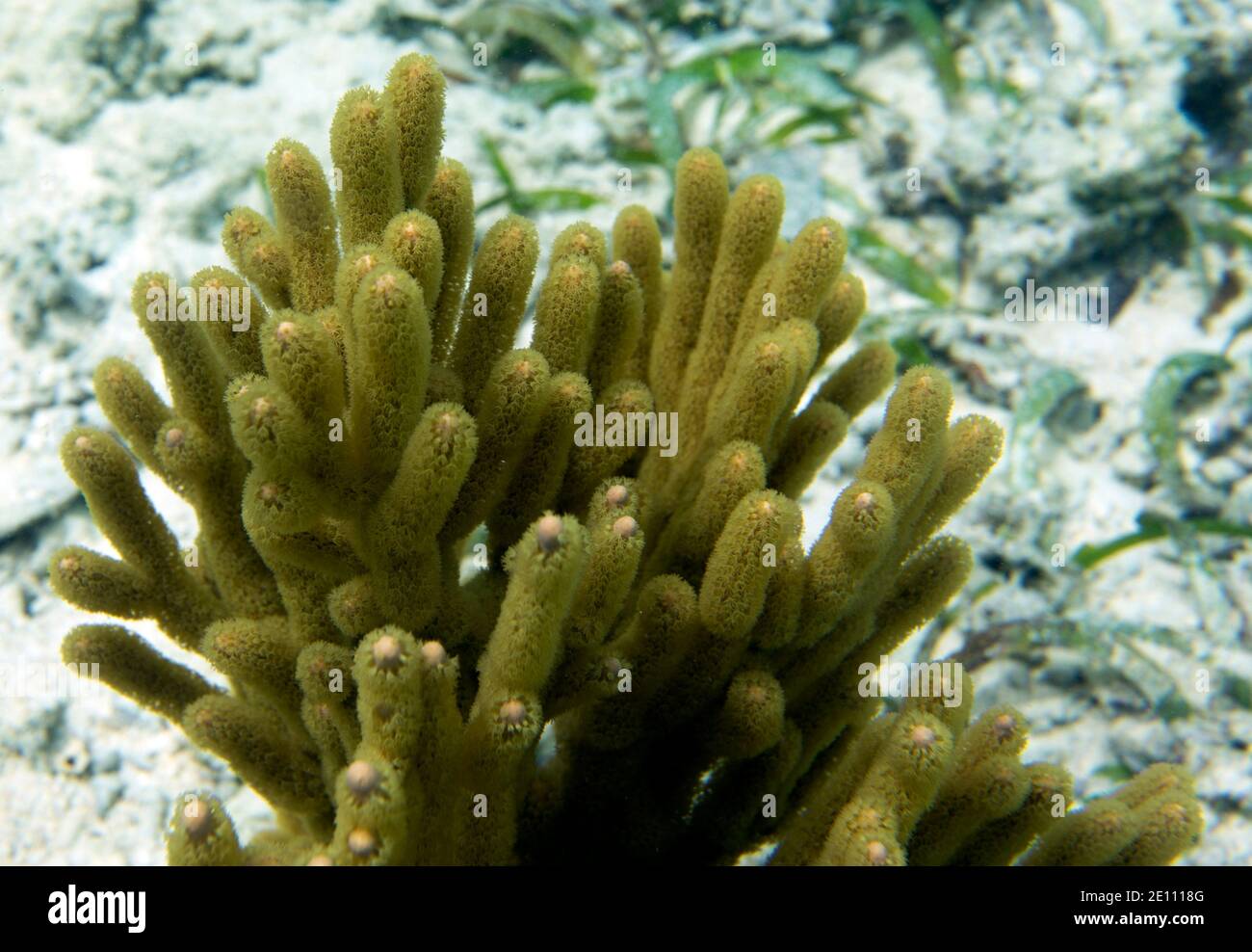A yellow gorgonia coral in Togian islands, Indonesia Stock Photo - Alamy