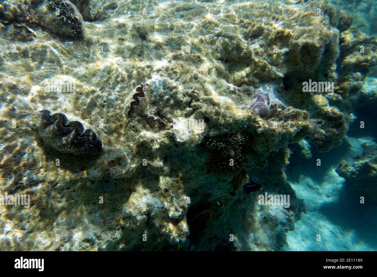 The colorful tridacna clam in New Caledonia Stock Photo - Alamy