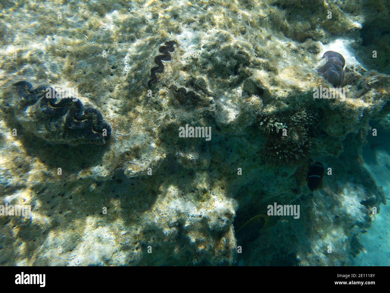 The colorful tridacna clam in New Caledonia Stock Photo - Alamy