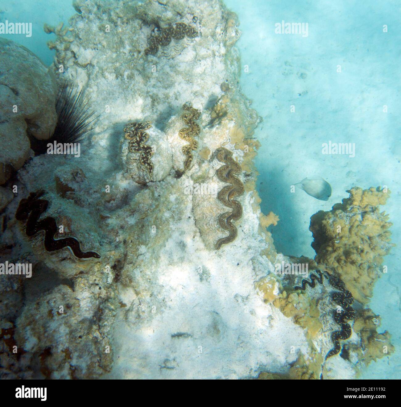 The colorful tridacna clam in New Caledonia Stock Photo - Alamy