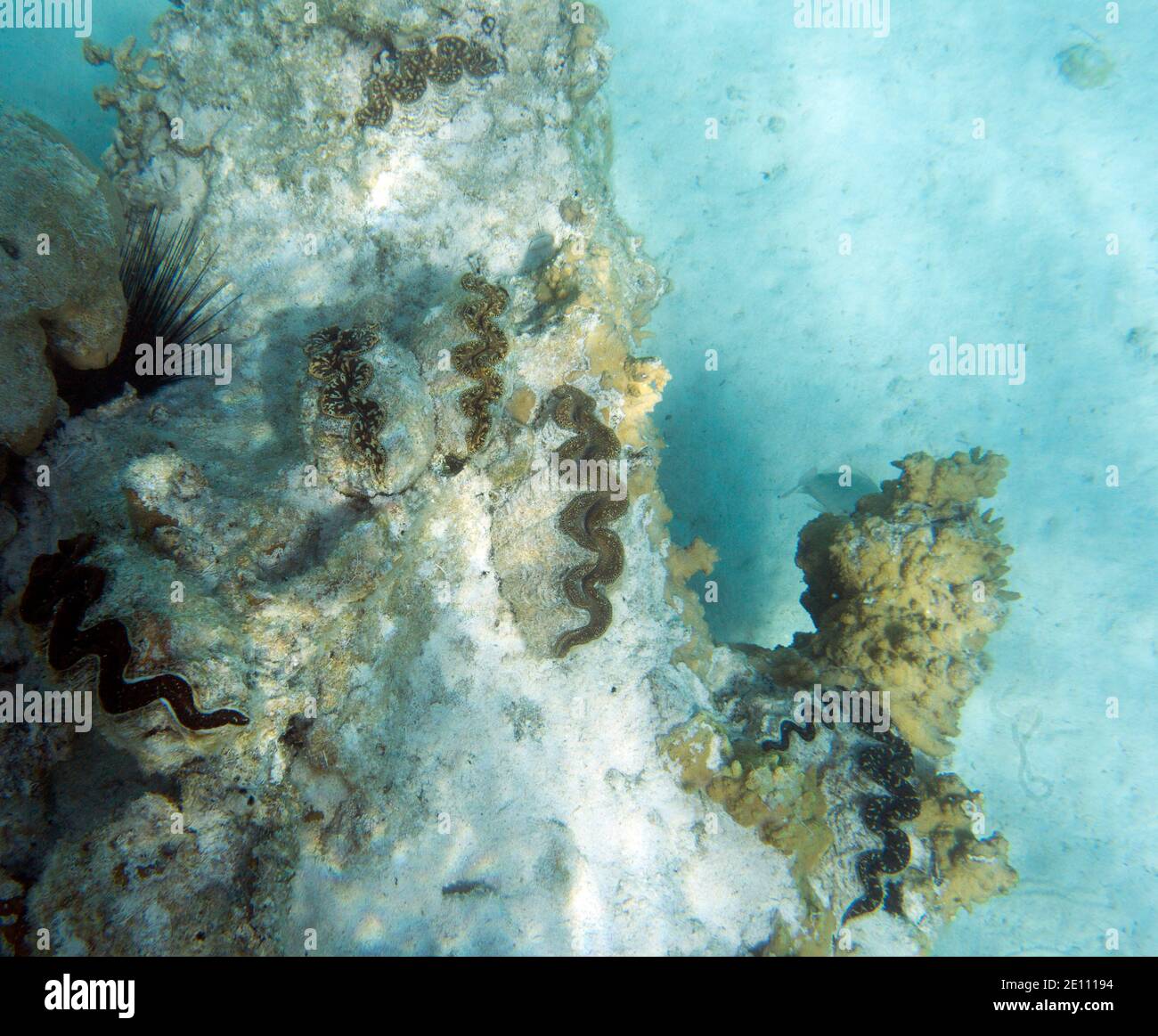 The colorful tridacna clam in New Caledonia Stock Photo - Alamy