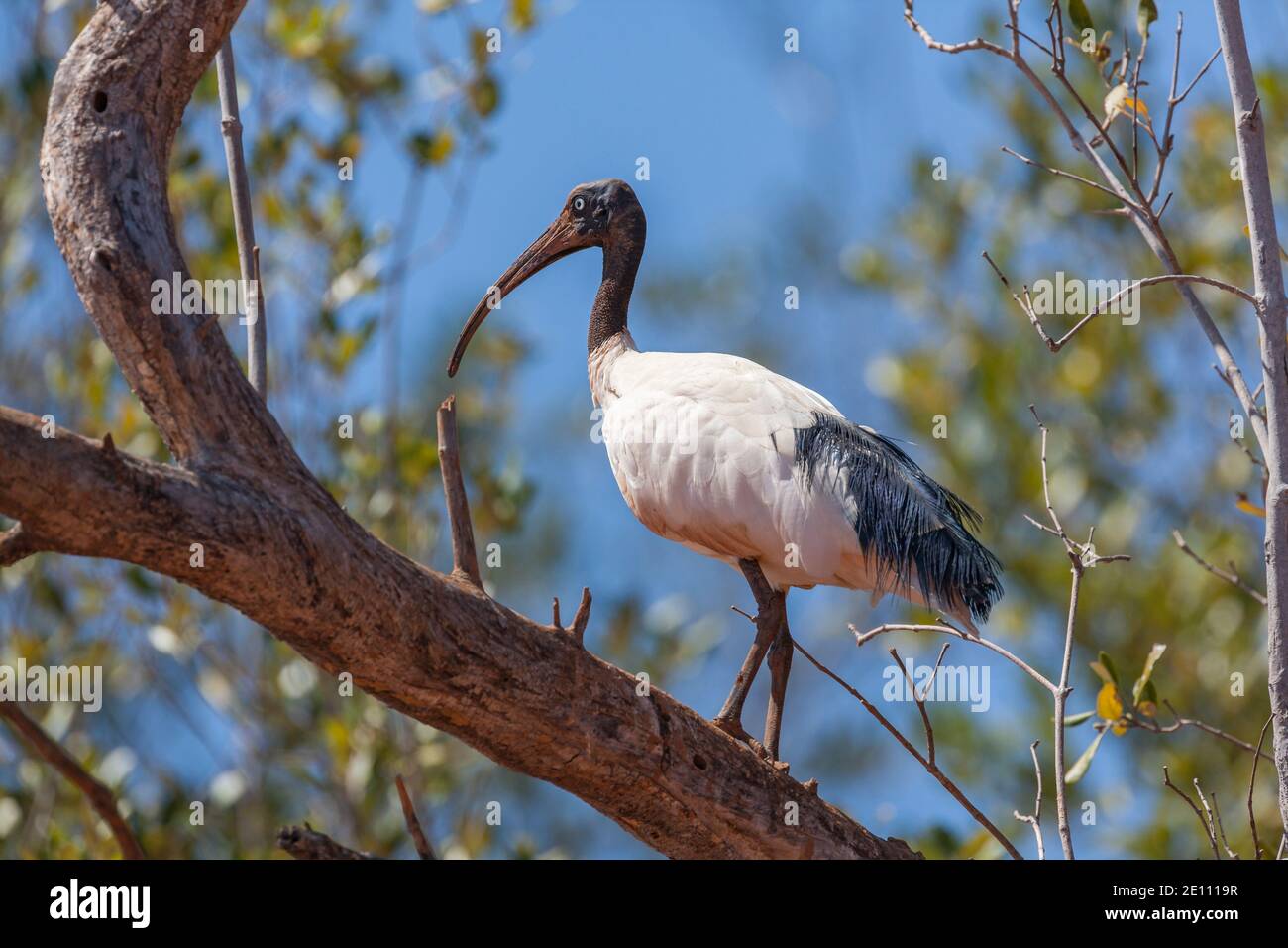 Madagascar sacred ibis Threskiornis bernieri, adult perched in trees ...