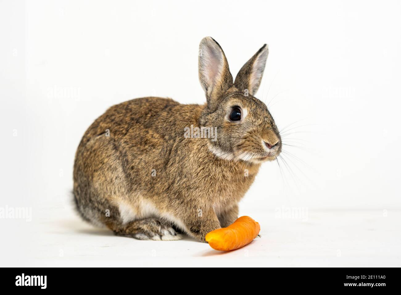 Dwarf domestic rabbit feeding on carrots on a white background Stock ...