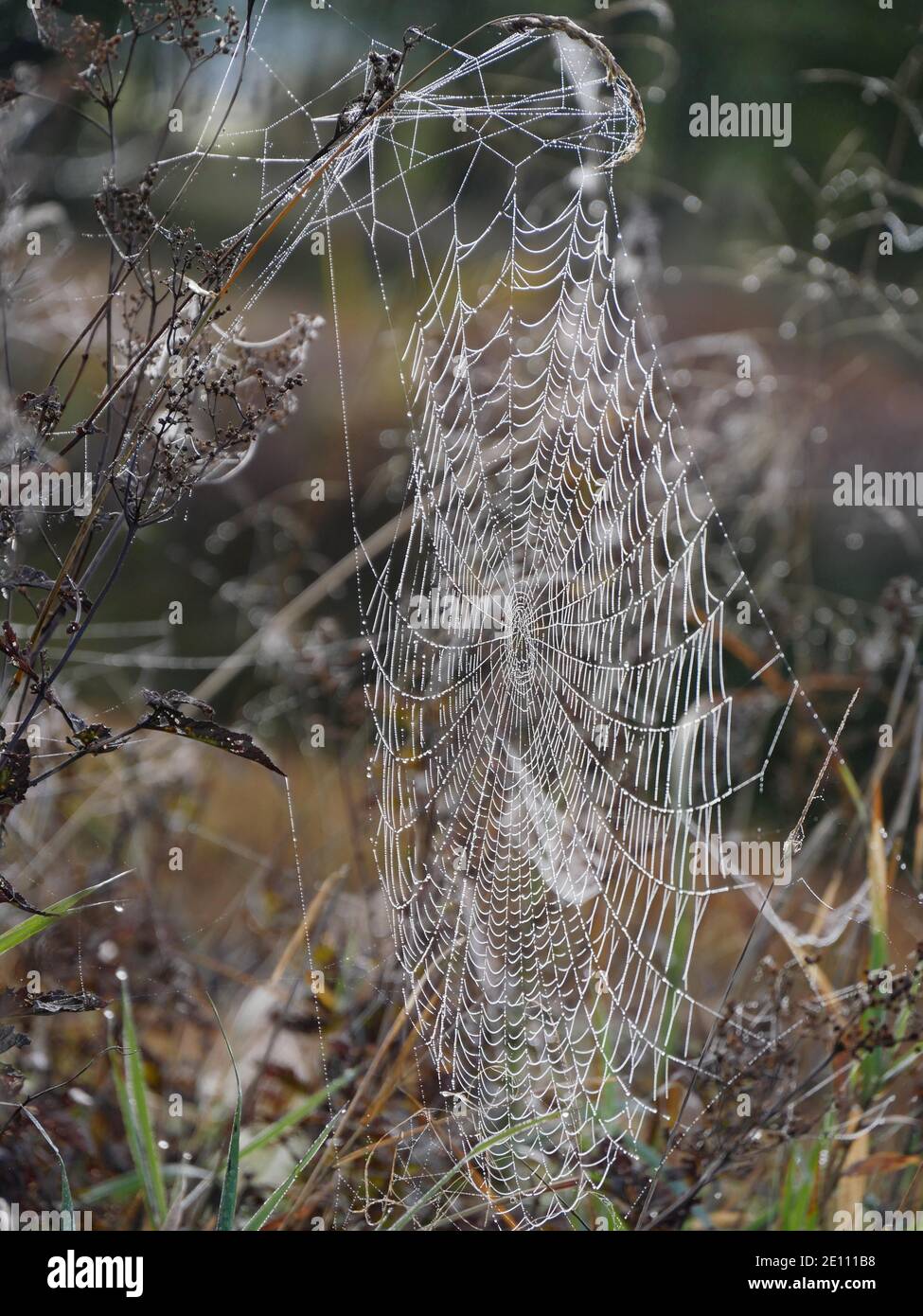 Largest Spider Web