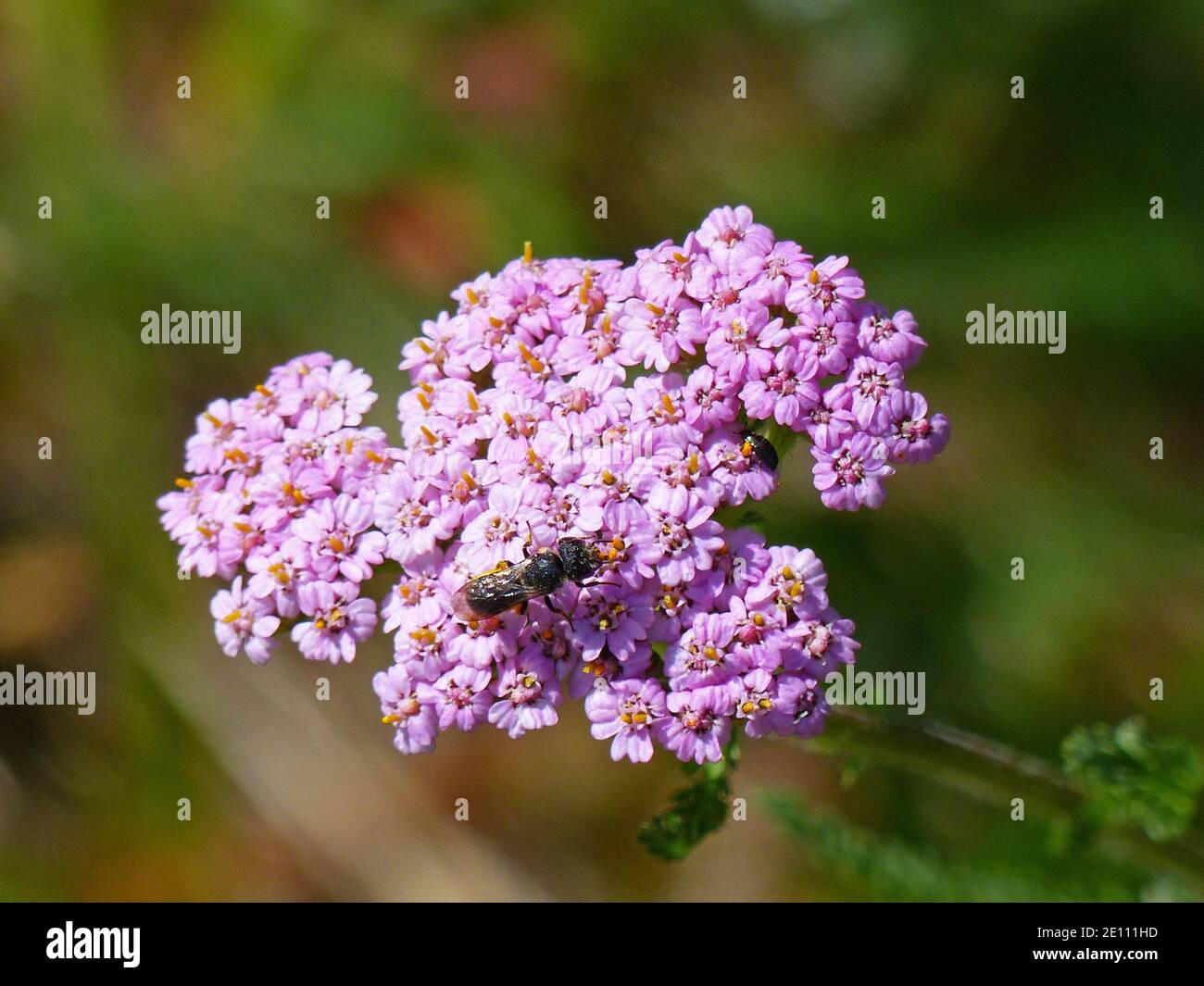 Pink Blooming Yarrow With Insects, Achillea Millefolium Stock Photo - Alamy