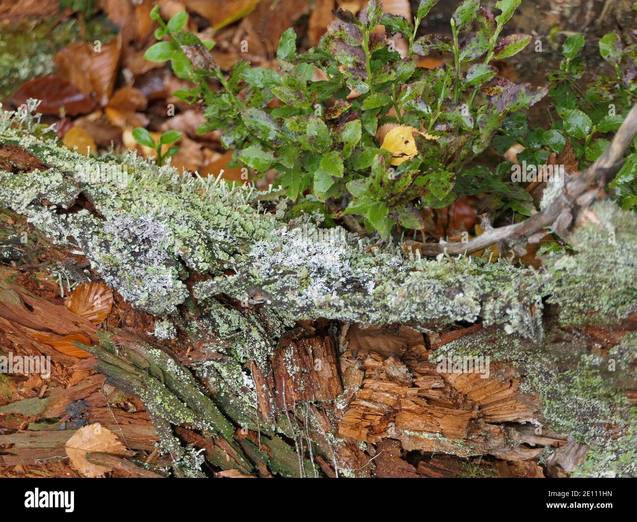Dead plat hi-res stock photography and images - Alamy