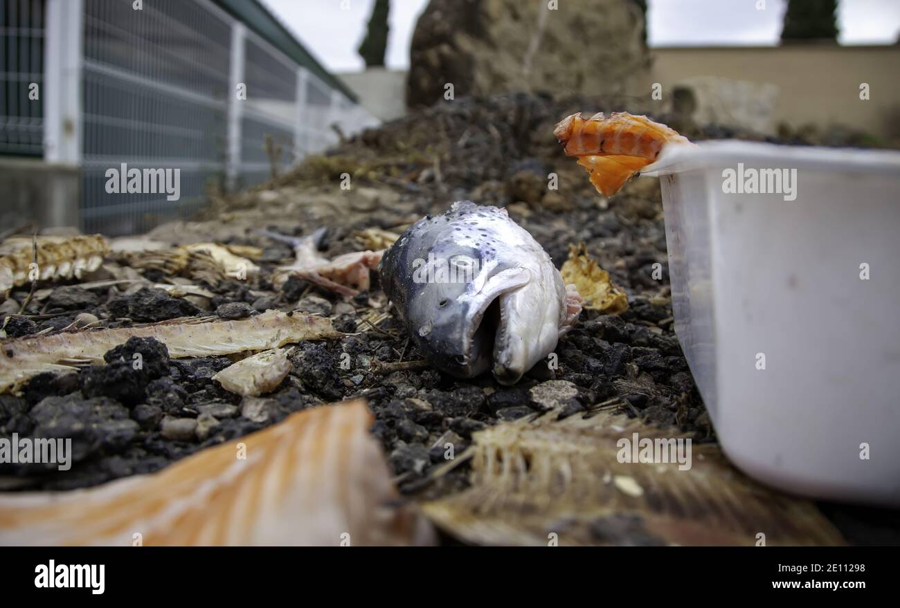 Raw and bad fish heads in the street, animal waste, fishmonger Stock ...