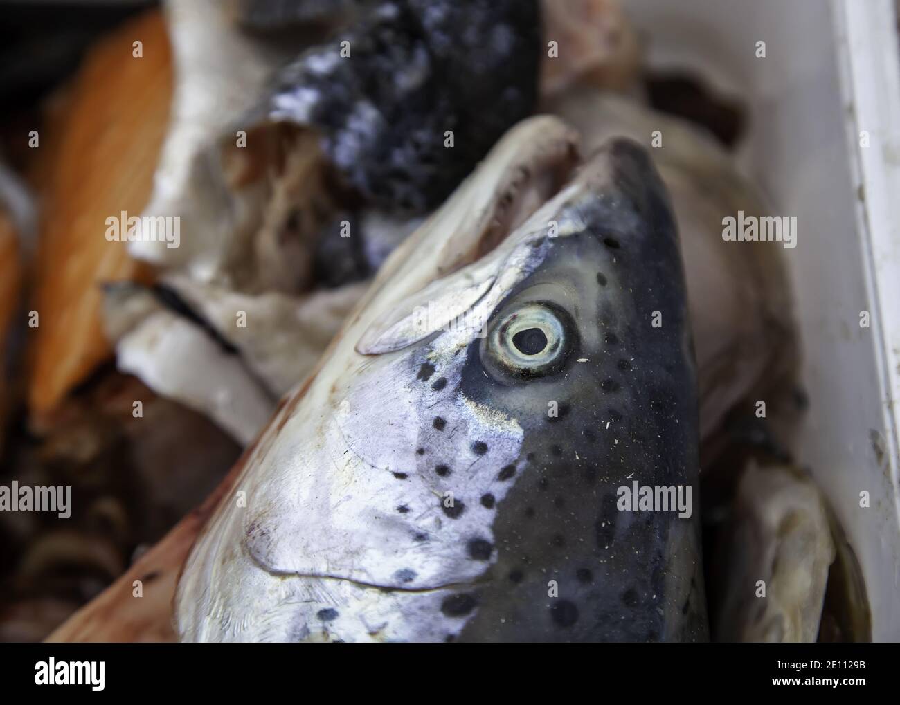 Shell dead fish hi-res stock photography and images - Alamy