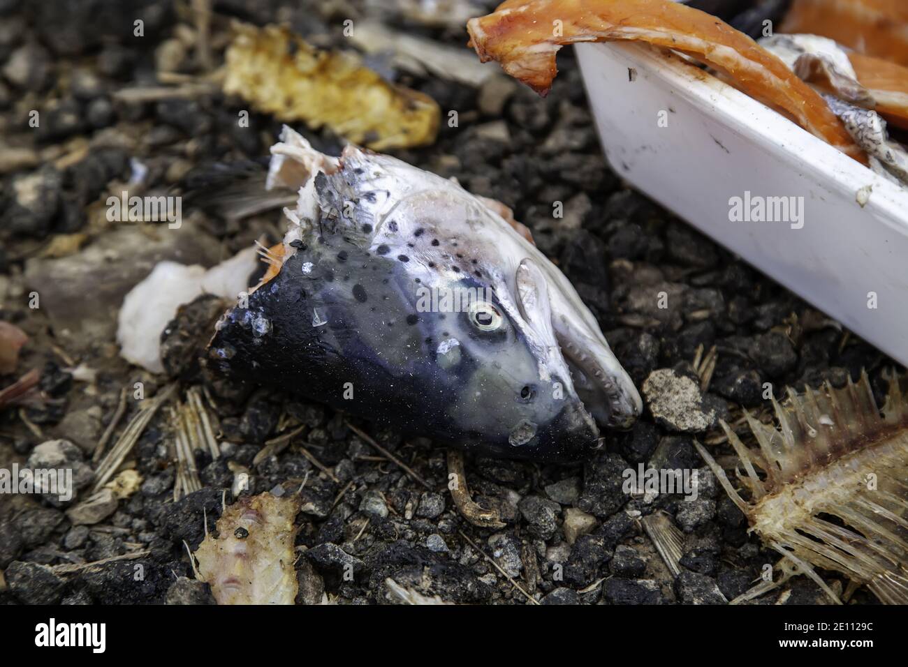 Shell dead fish hi-res stock photography and images - Alamy