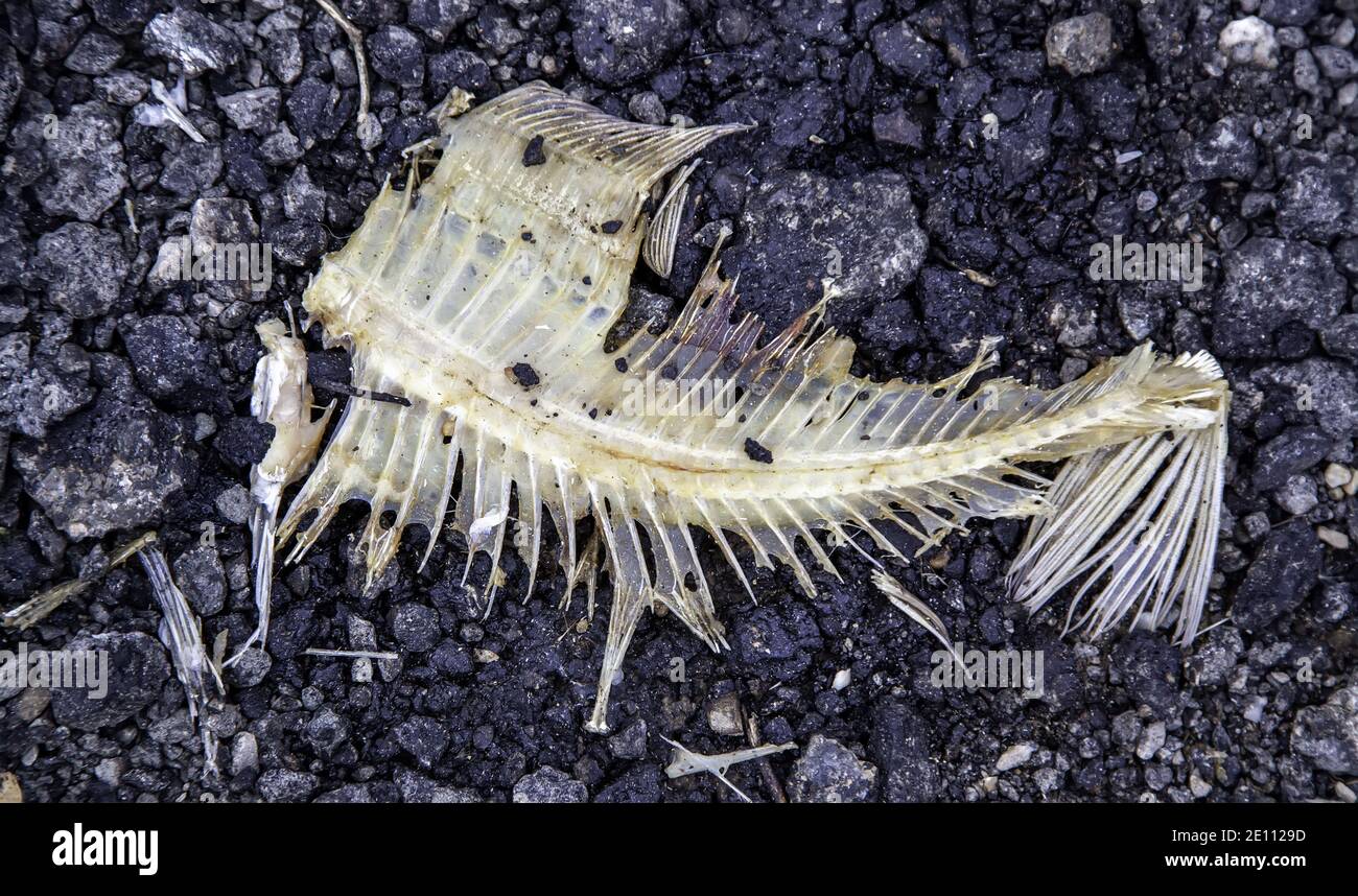 Raw fish bone in street, fishmonger and animals, food Stock Photo - Alamy